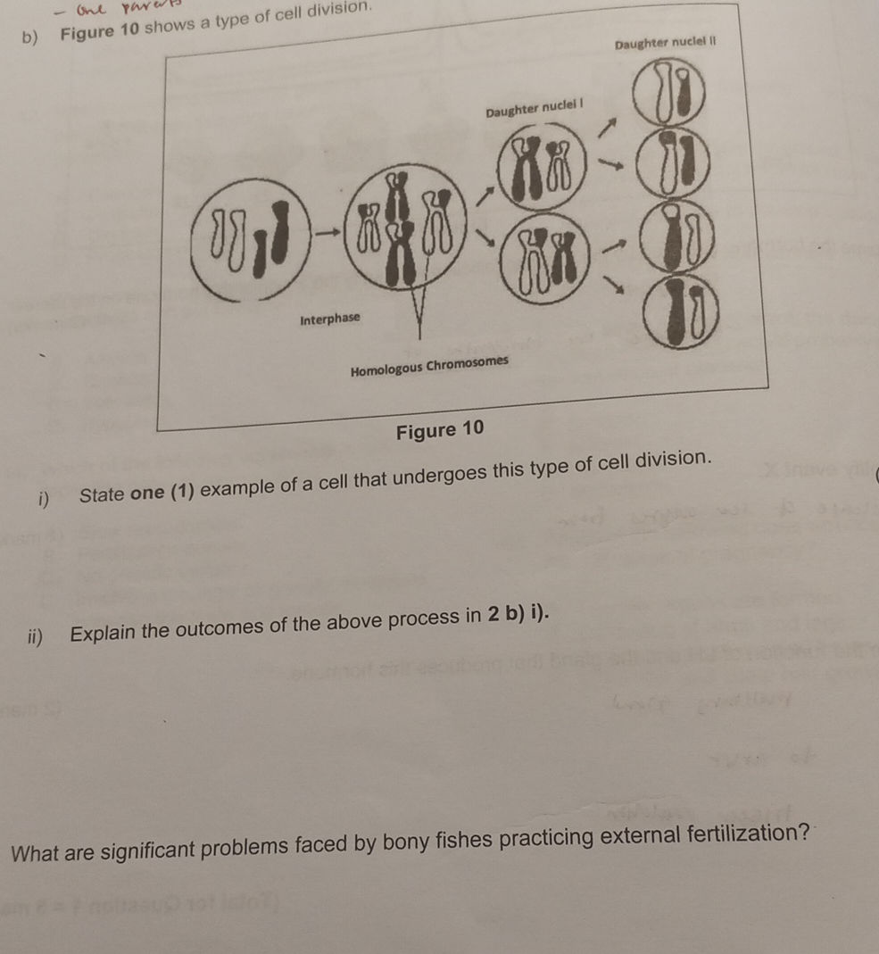 i) State one (1) example of a cell that | StudyX