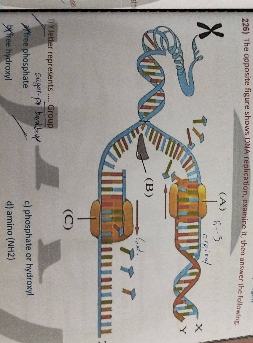 226) The opposite figure shows DNA | StudyX