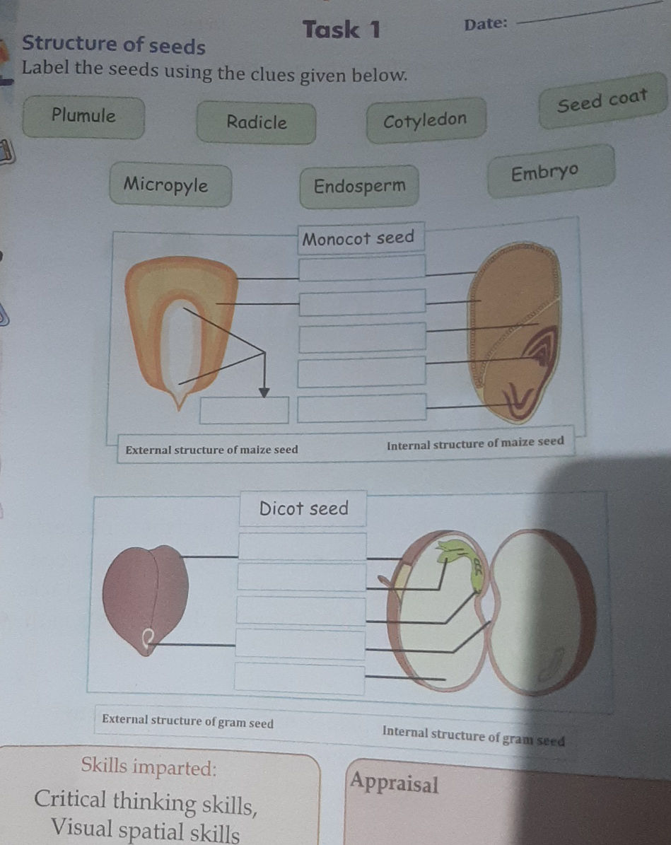 Structure of seeds Task 1 Label the seeds | StudyX