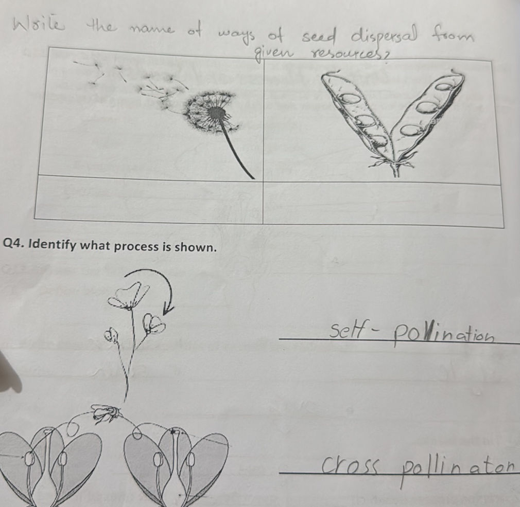 Write the name of ways of seed dispersal | StudyX