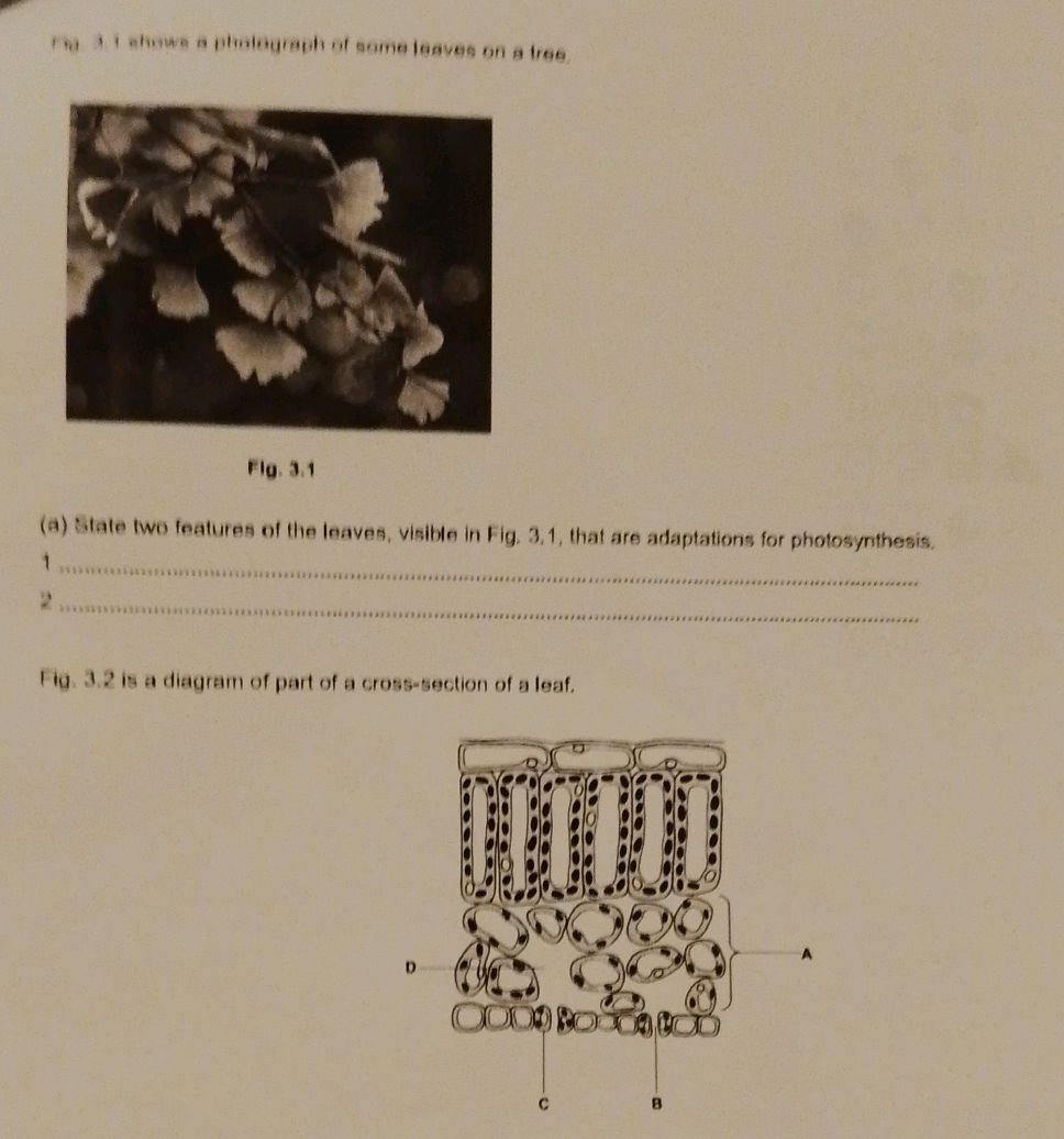 Fig. 3.1 shows a photograph of some leaves | StudyX