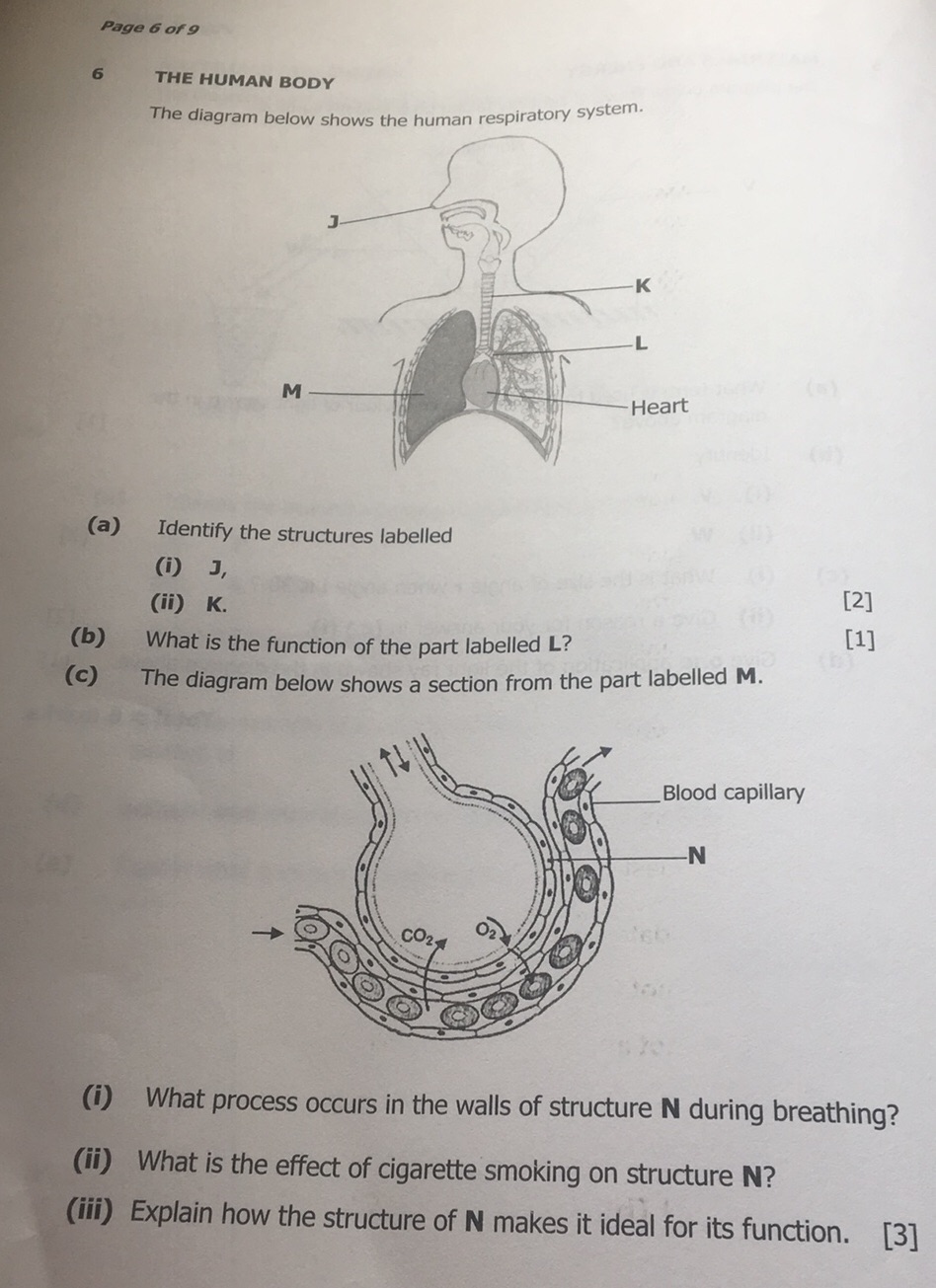 (a) Identify the structures labelled (i) J, | StudyX