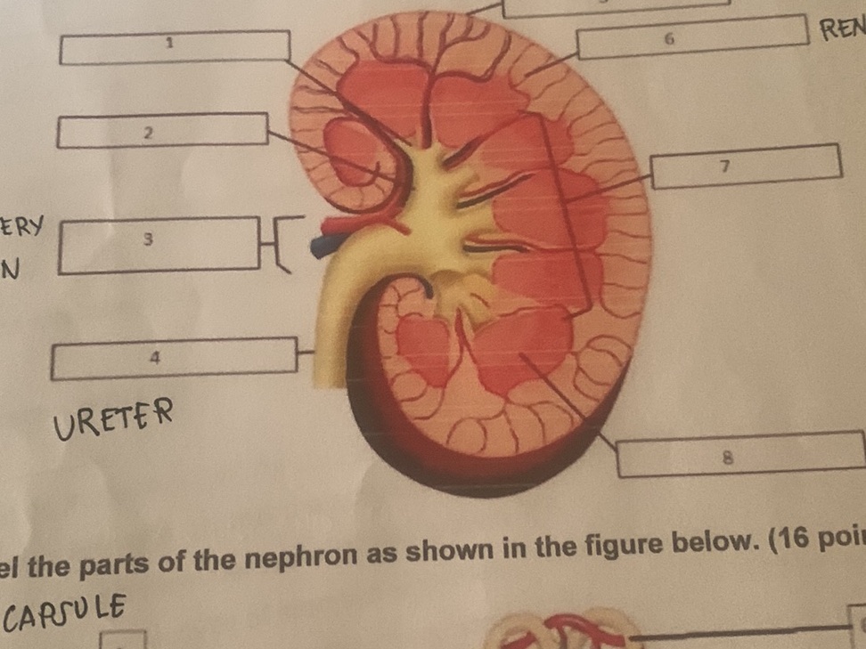 Label the parts of the nephron as shown in | StudyX
