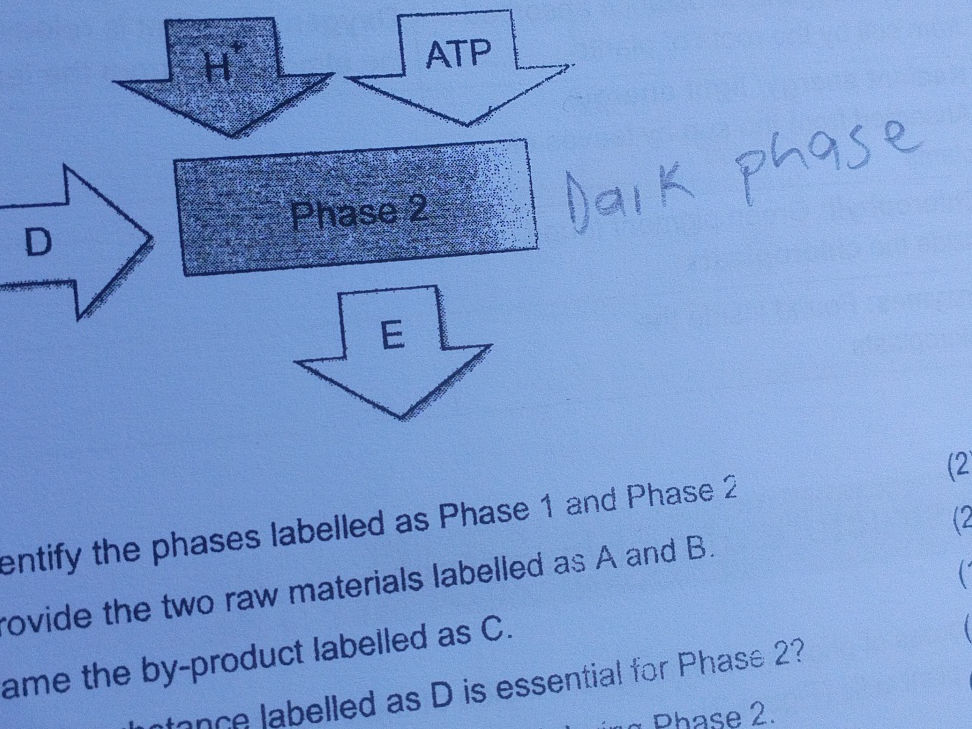 Identify the phases labelled as Phase 1 and | StudyX