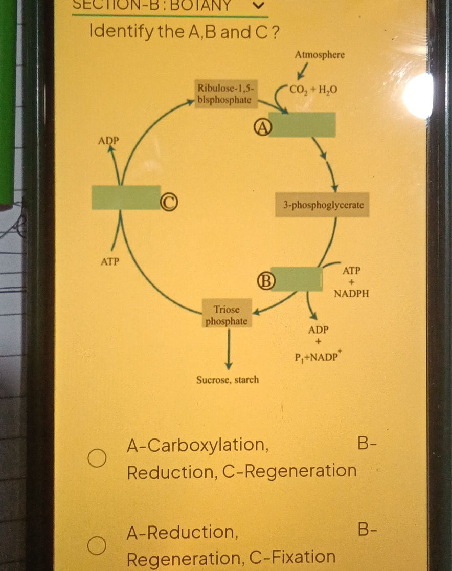 Identify the A, B and C? A-Carboxylation, | StudyX