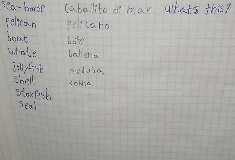 sea-horse Caballito de mar whats this? | StudyX