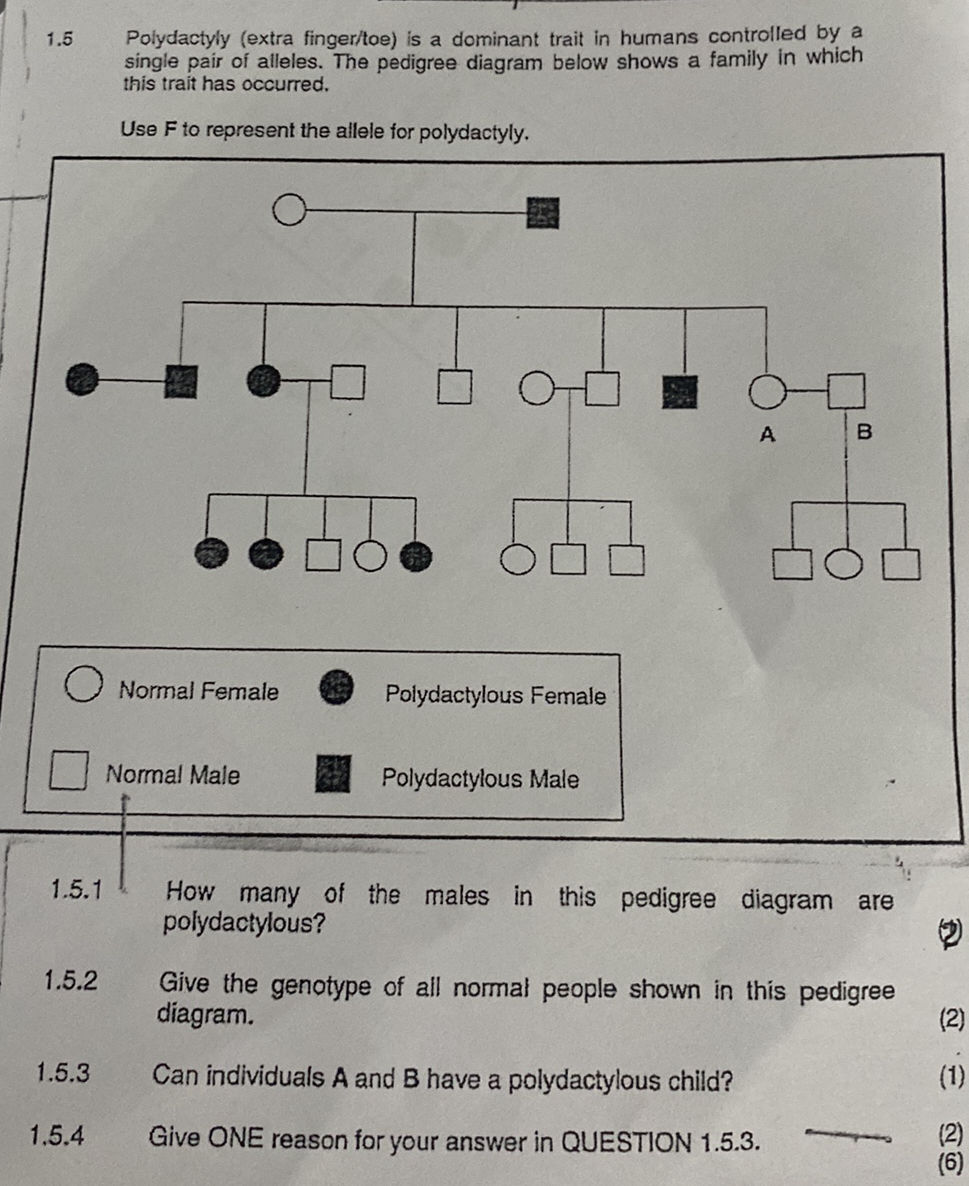 Polydactyly (extra finger/toe) is a dominant | StudyX