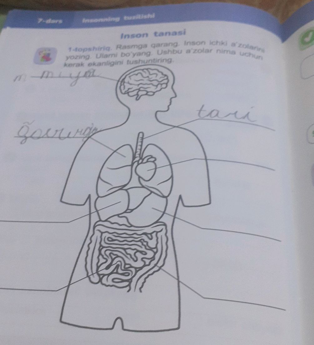 Inson tanasi 1-topshiriq. Rasmga qarang. | StudyX