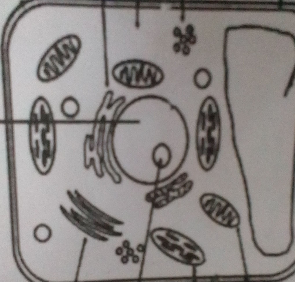 The image shows a diagram of a cell. Since | StudyX