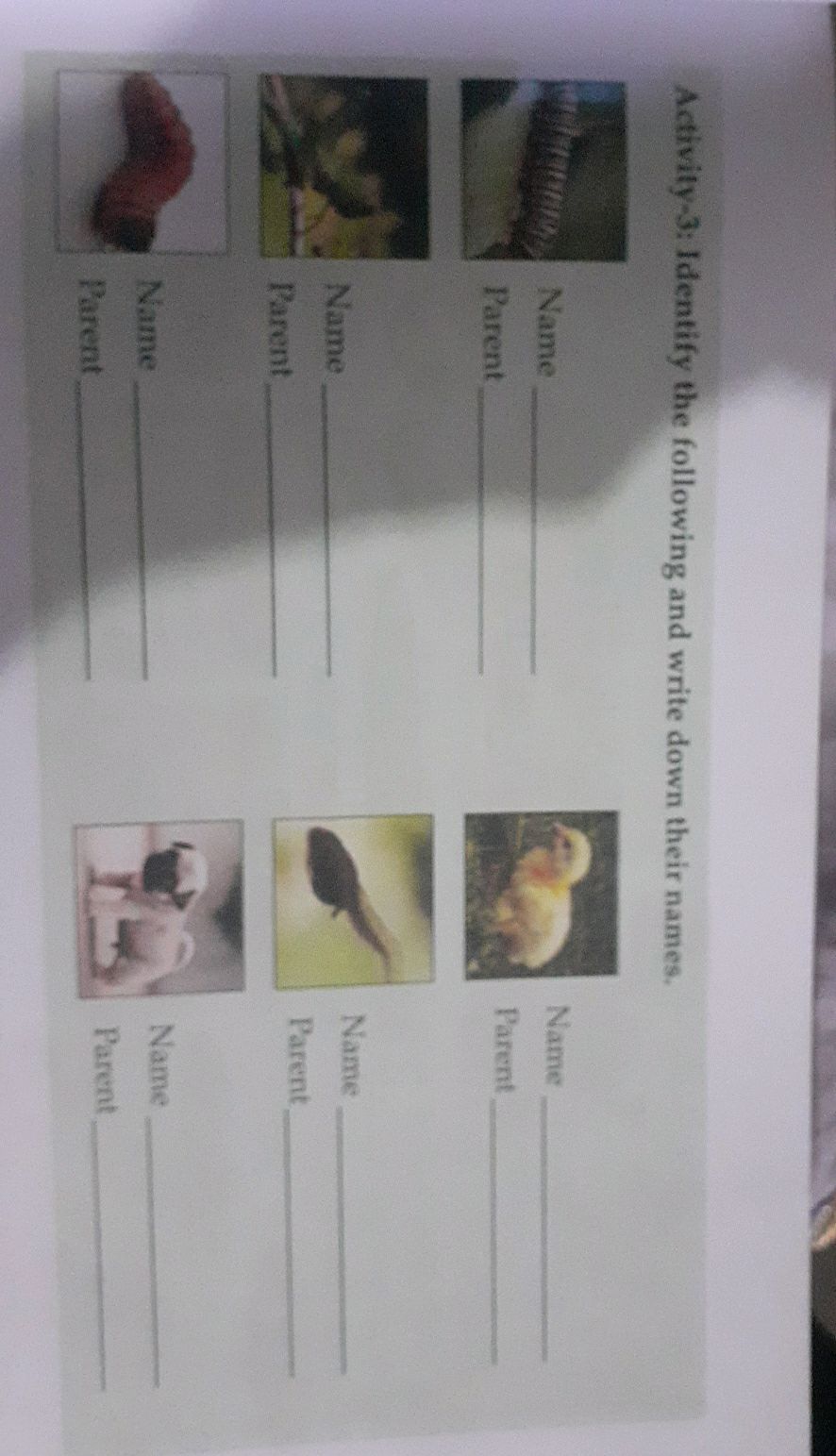 Activity-3: Identify the following and write | StudyX