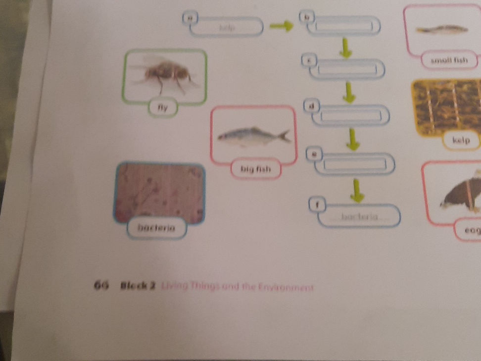Complete the food chain diagram by filling | StudyX