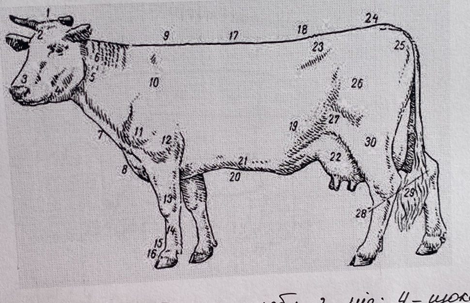 The image is a diagram of a cow with | StudyX