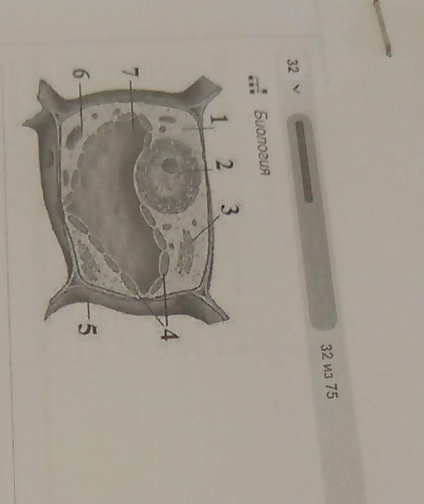 The image shows a diagram of a plant cell | StudyX