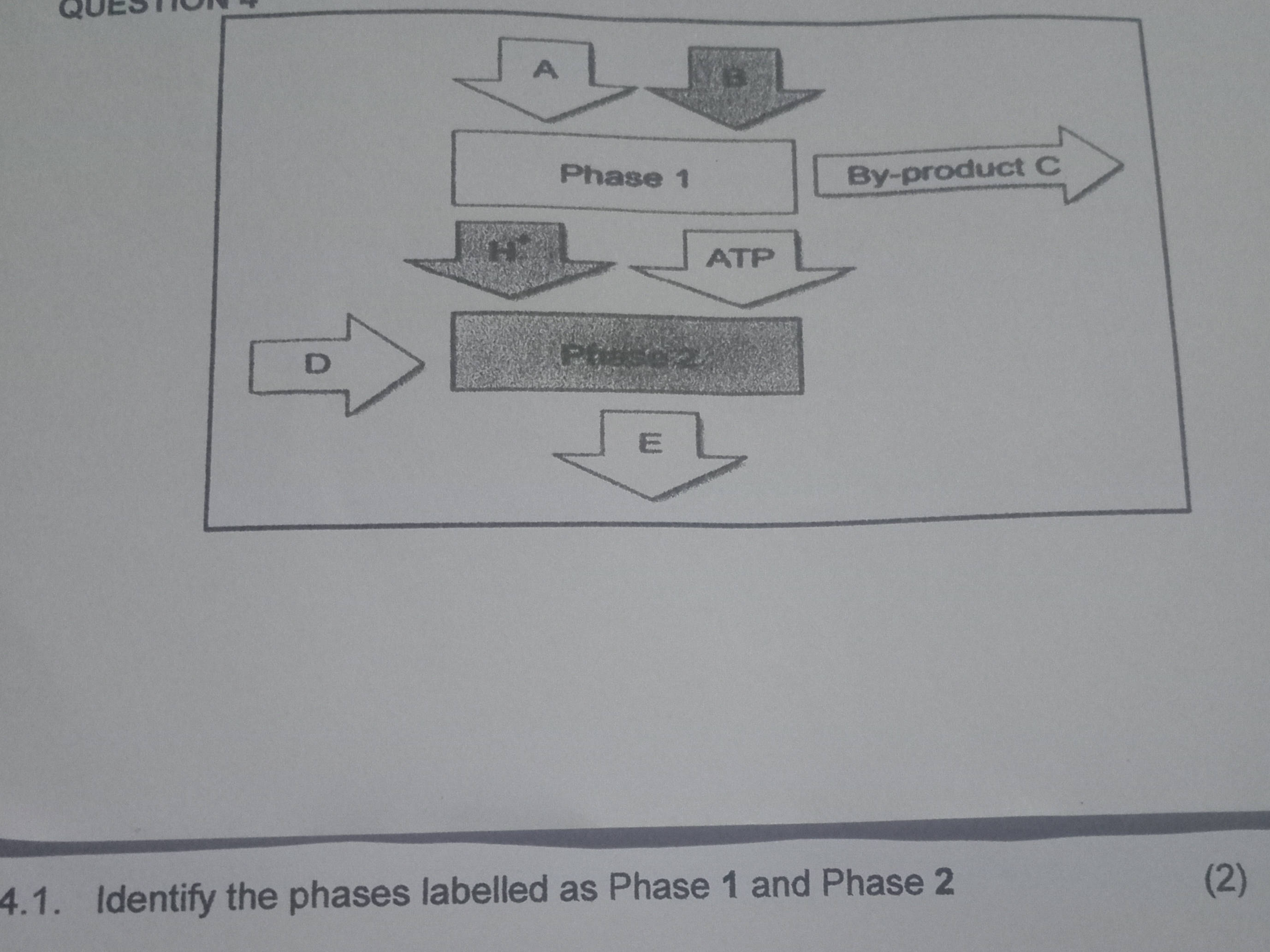 4.1. Identify the phases labelled as Phase 1 | StudyX