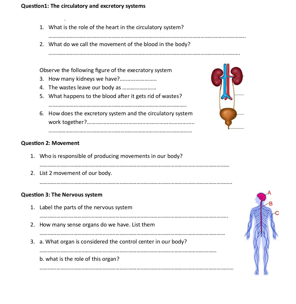 Question1: The circulatory and excretory | StudyX