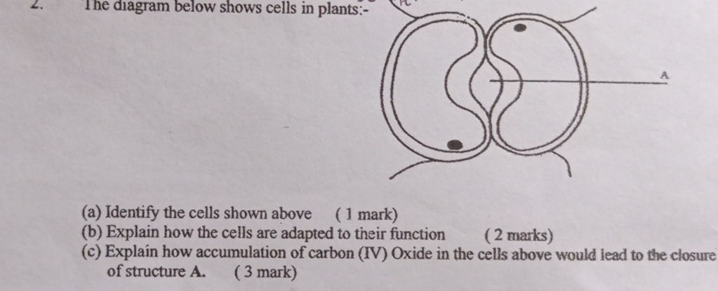 2. The diagram below shows cells in plants:- | StudyX
