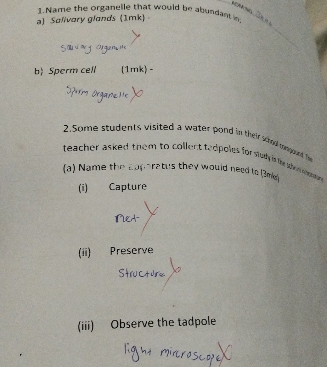 1. Name the organelle that would be abundant | StudyX
