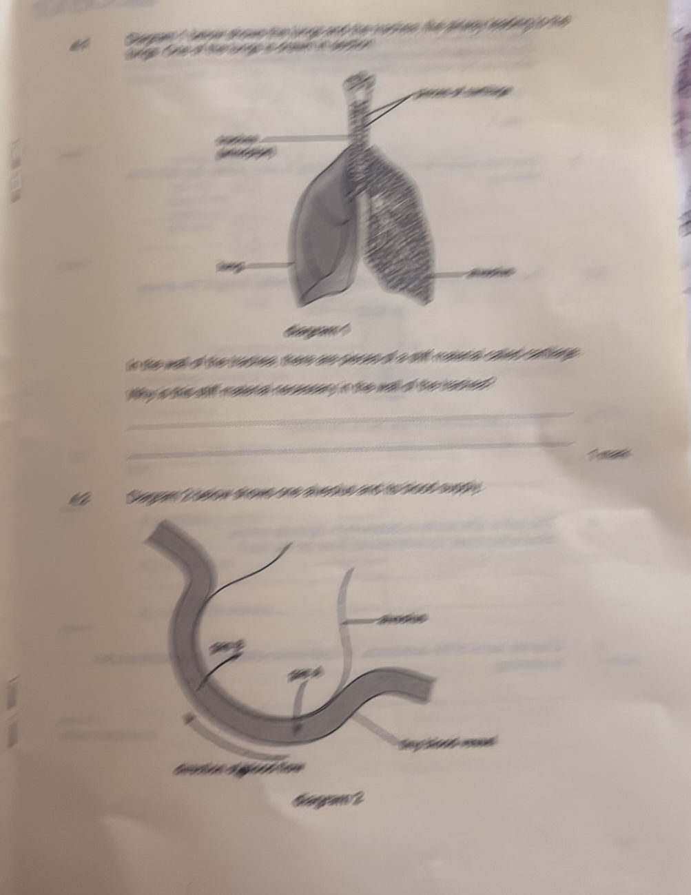 Diagram 1 below shows the lungs and the | StudyX