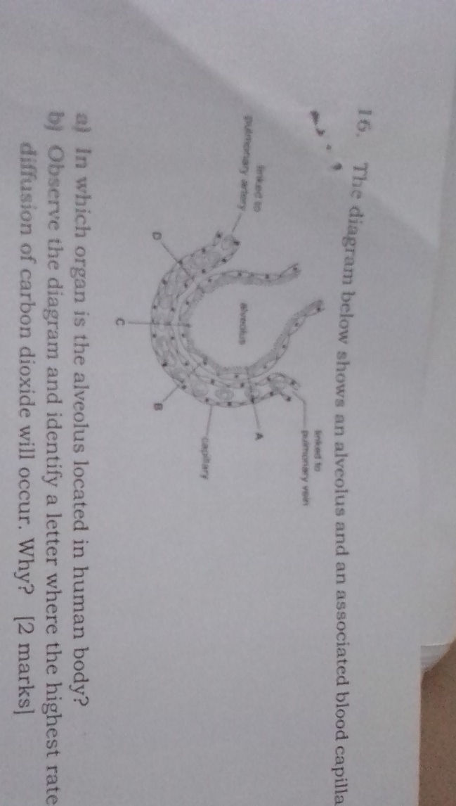 16. The diagram below shows an alveolus and | StudyX