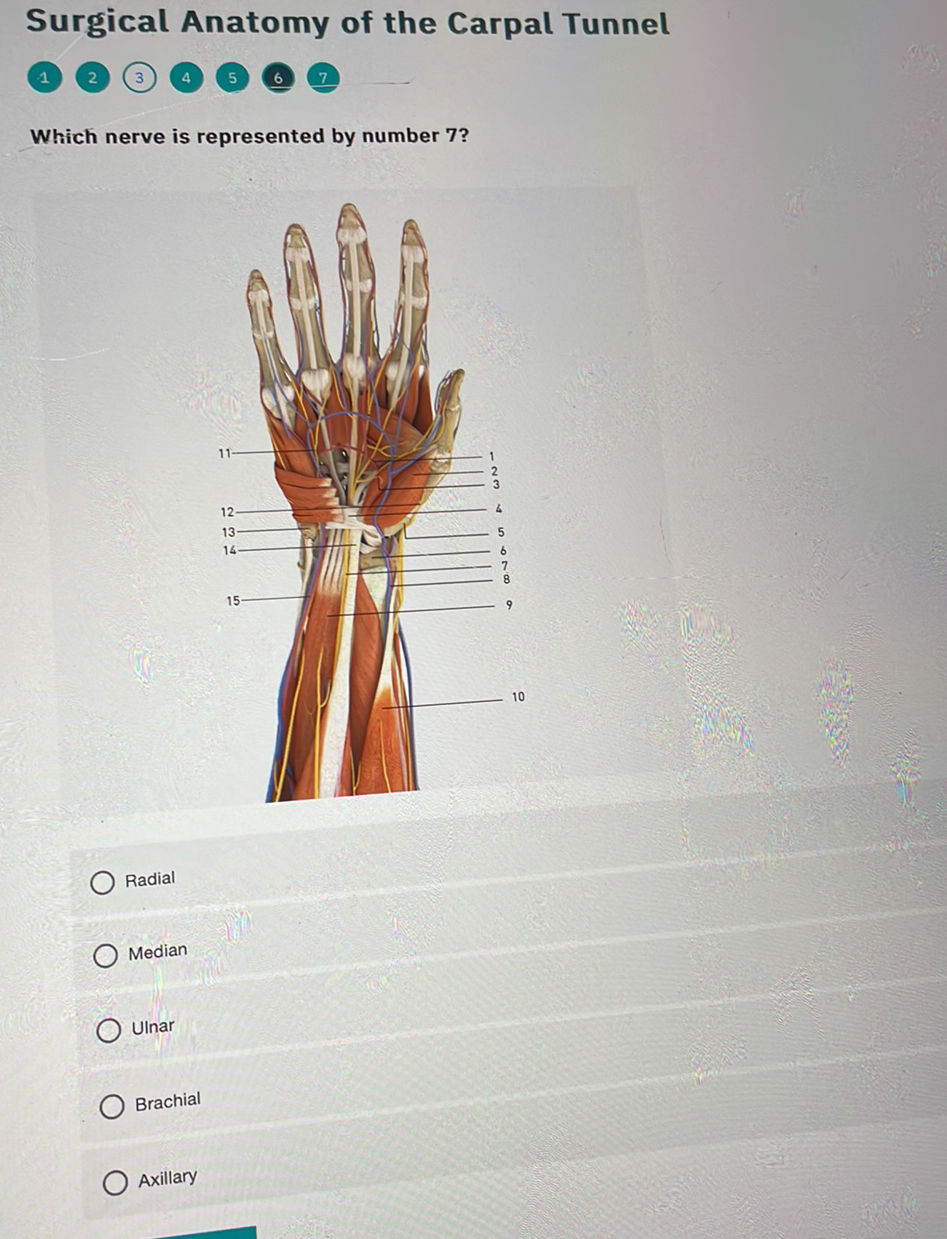 Which nerve is represented by number 7? | StudyX