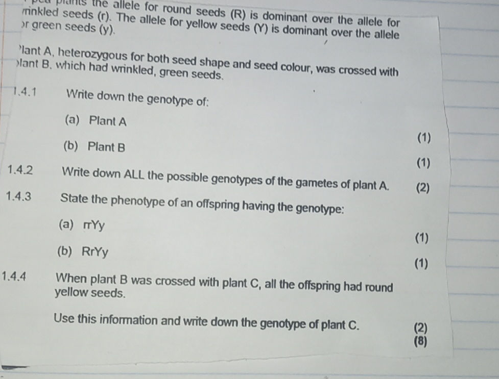 The allele for round seeds (R) is dominant | StudyX