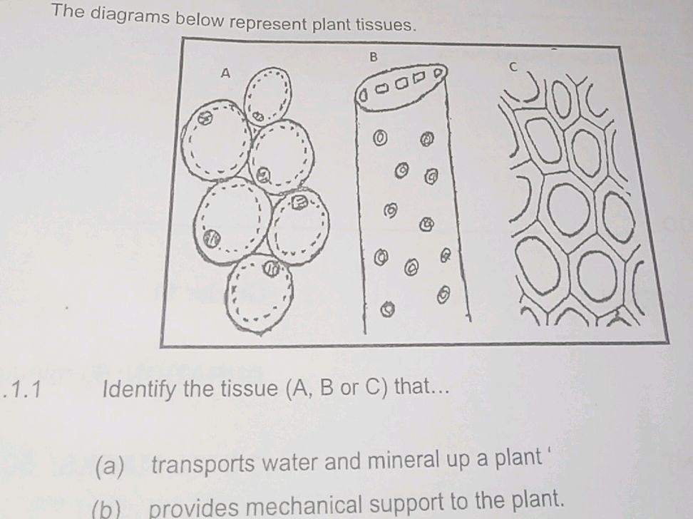 The diagrams below represent plant tissues. | StudyX