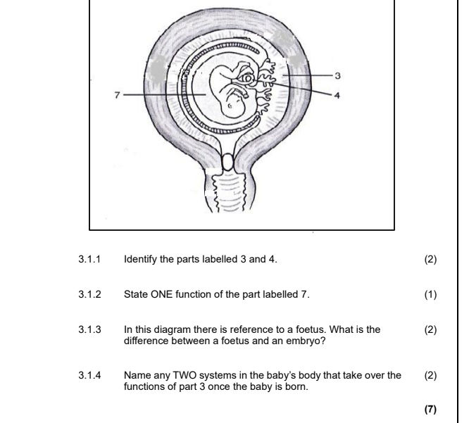 3.1.1 Identify the parts labelled 3 and 4. | StudyX