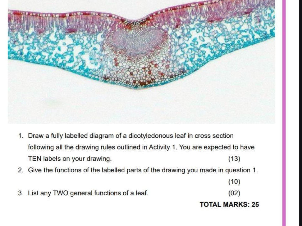 1. Draw a fully labelled diagram of a | StudyX