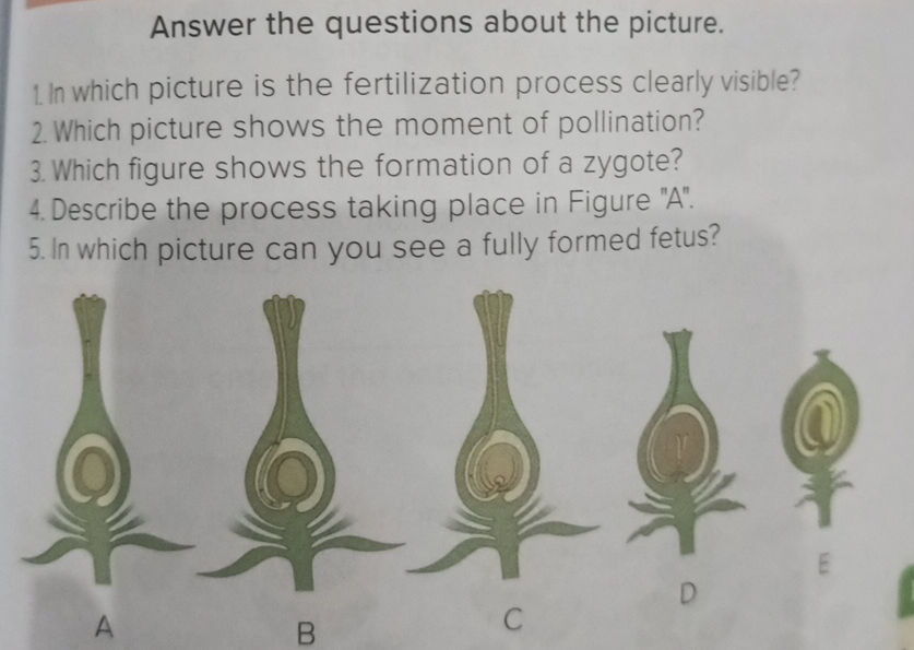Answer the questions about the picture. 1. | StudyX