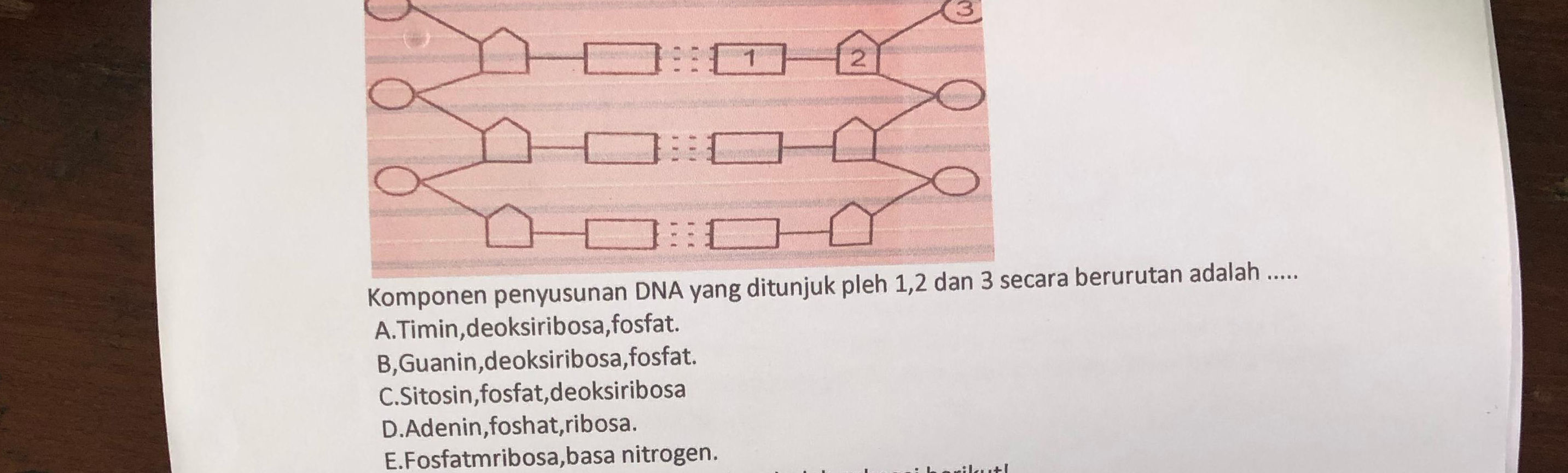 Komponen penyusunan DNA yang ditunjuk pleh | StudyX