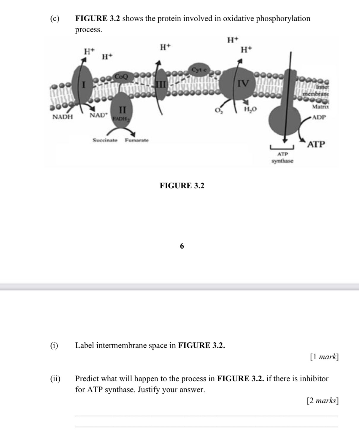 (i) Label intermembrane space in FIGURE 3.2. | StudyX