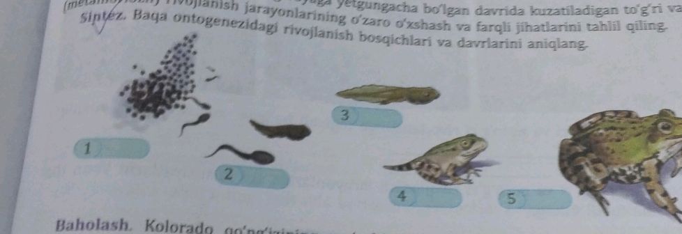 Sintez. Baqa ontogenezidagi rivojlanish | StudyX