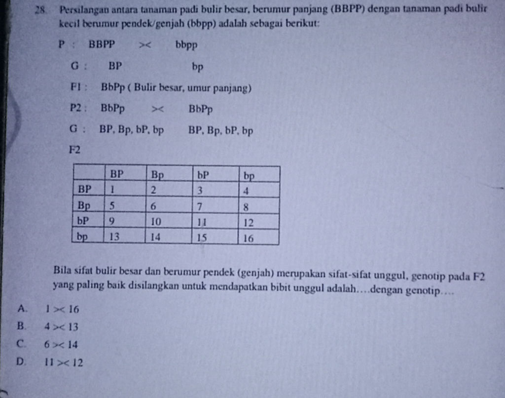 28. Persilangan antara tanaman padi bulir | StudyX