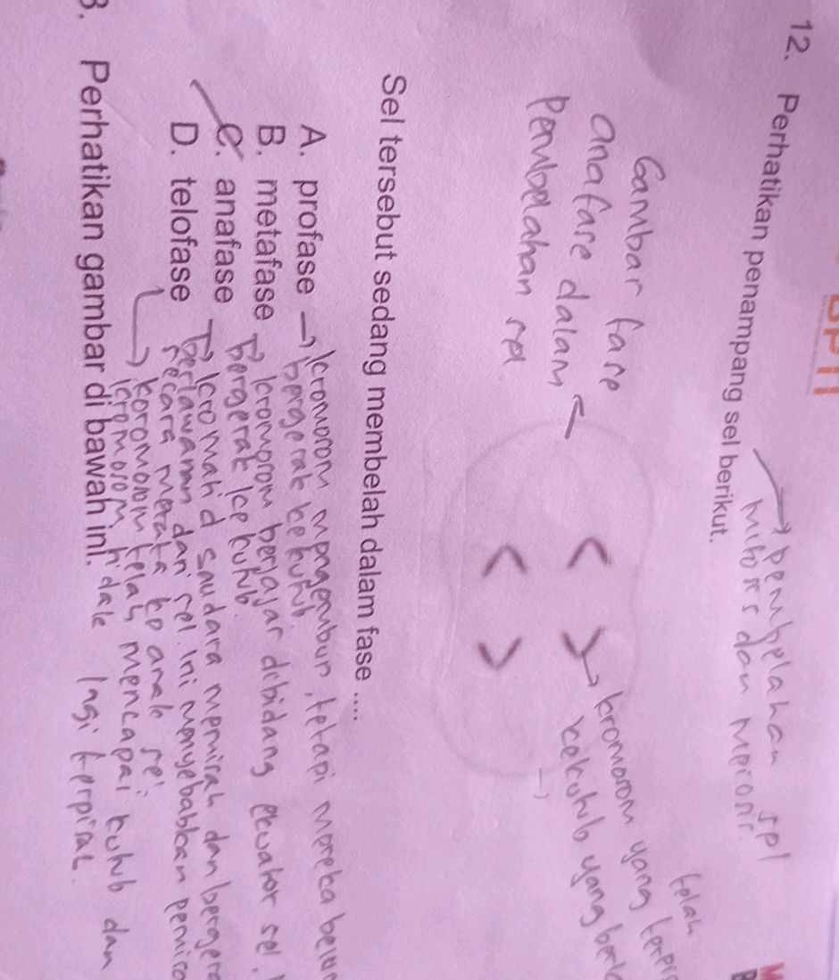 12. Perhatikan penampang sel berikut. | StudyX