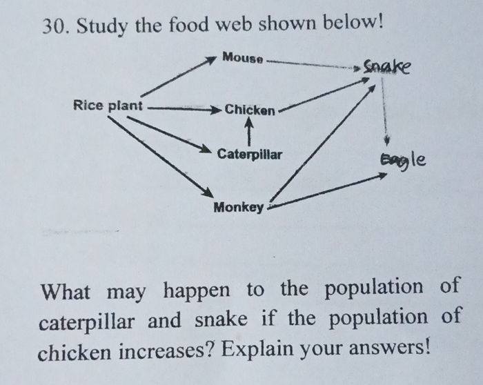 30. Study the food web shown below! Mouse | StudyX