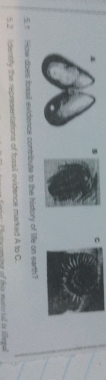 5.1 How does fossil evidence contribute to | StudyX