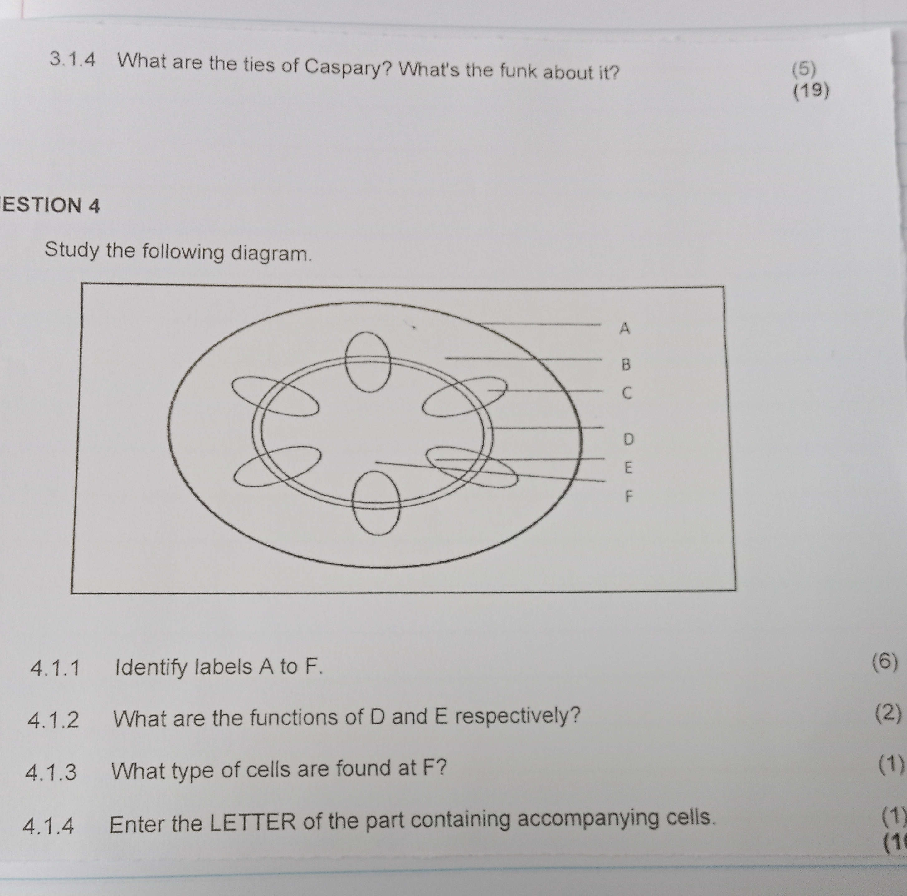 3.1.4 What are the ties of Caspary? What's | StudyX
