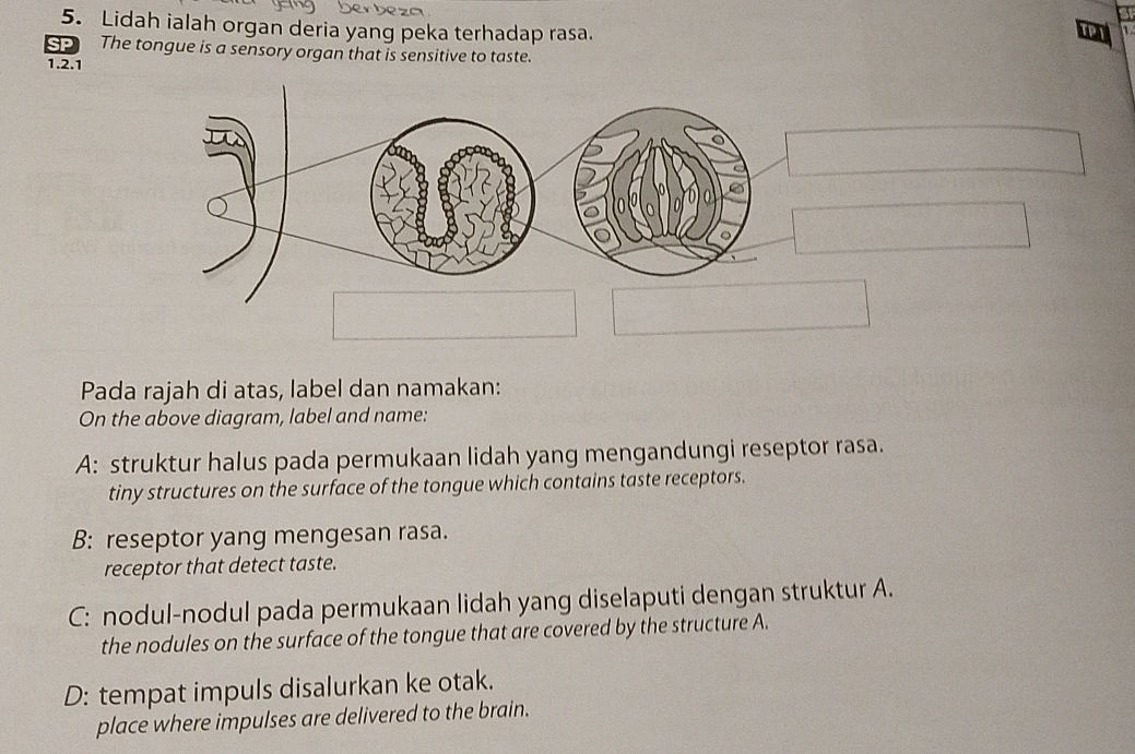 5. Lidah ialah organ deria yang peka | StudyX
