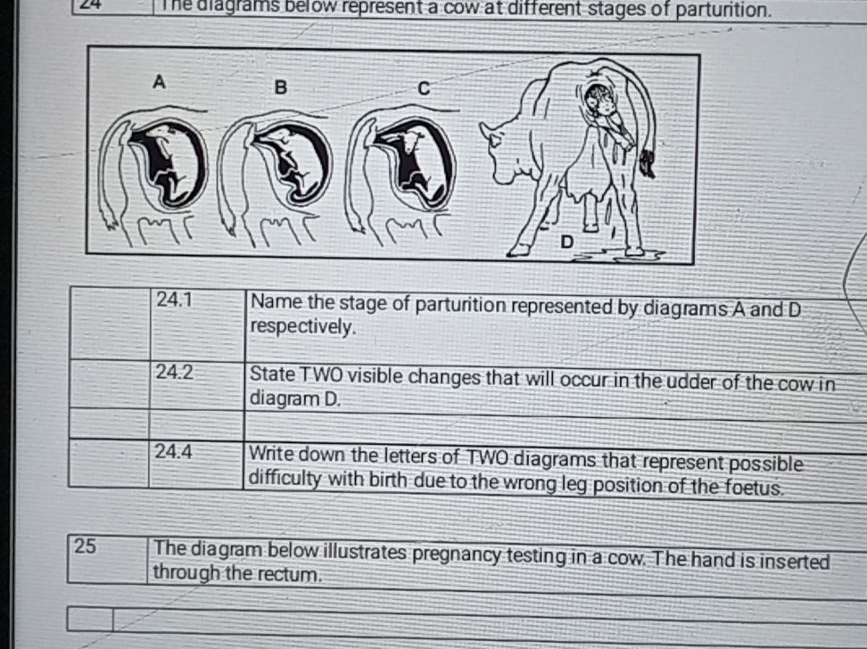24 The diagrams below represent a cow at | StudyX