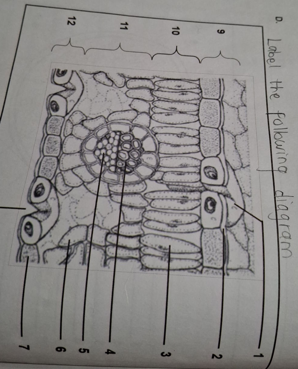 D. Label the following diagram 1 2 3 4 5 6 7 | StudyX