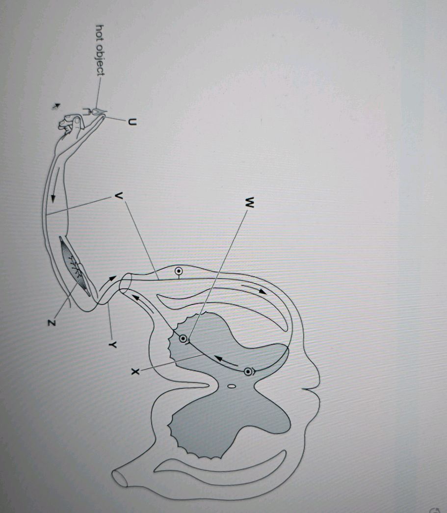 The image shows a diagram of a reflex arc. | StudyX