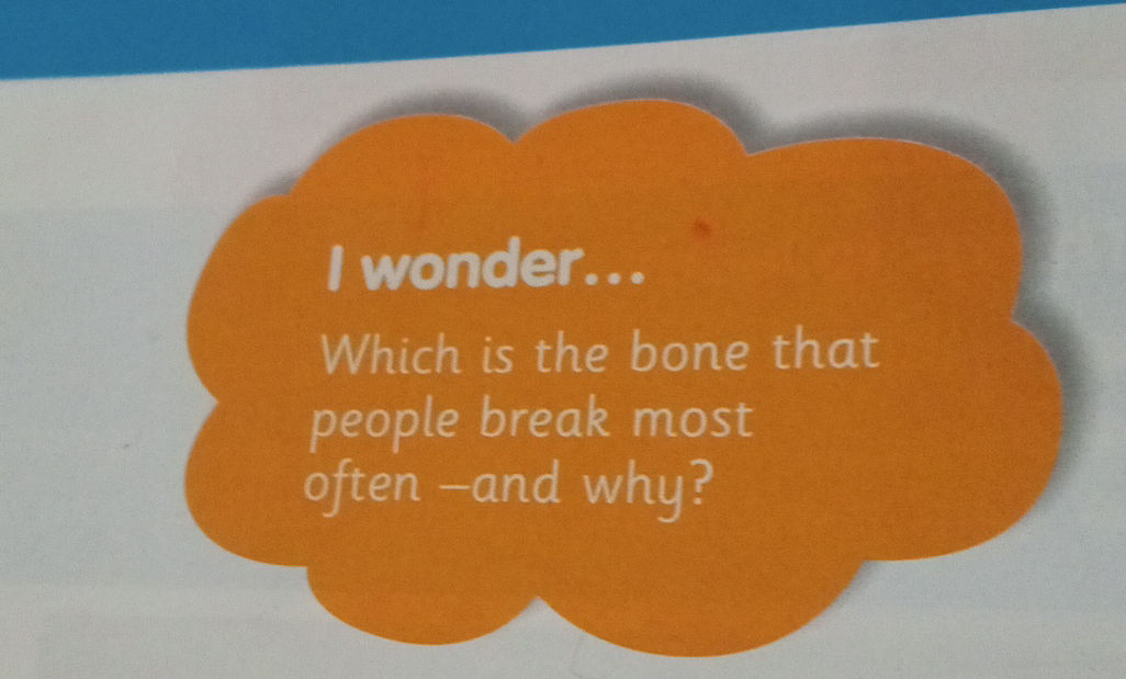 Which is the bone that people break most | StudyX