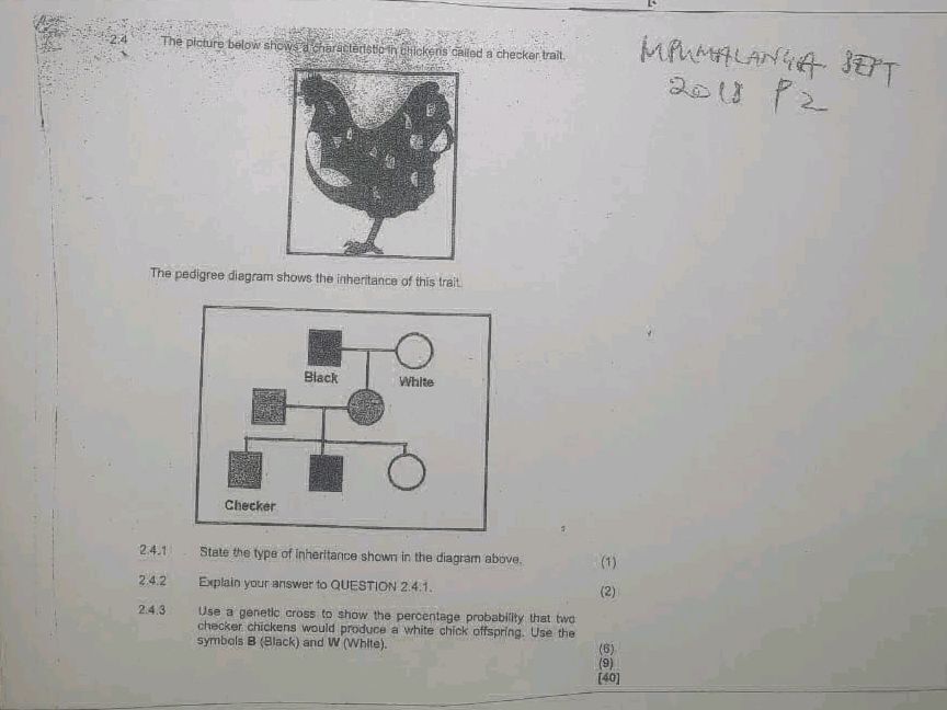 2. 4 The picture below shows a | StudyX