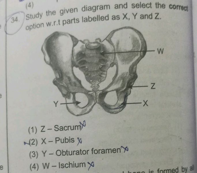 Study the given diagram and select the | StudyX