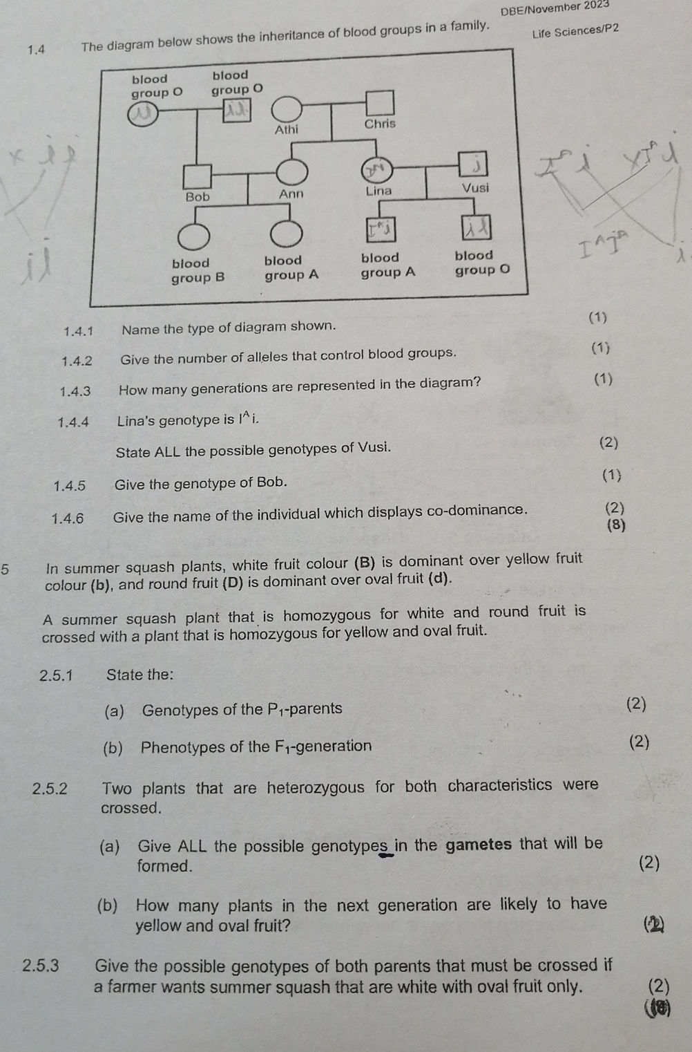 1.4 The diagram below shows the inheritance | StudyX