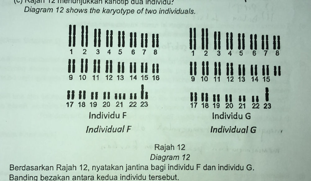 Diagram 12 shows the karyotype of two | StudyX