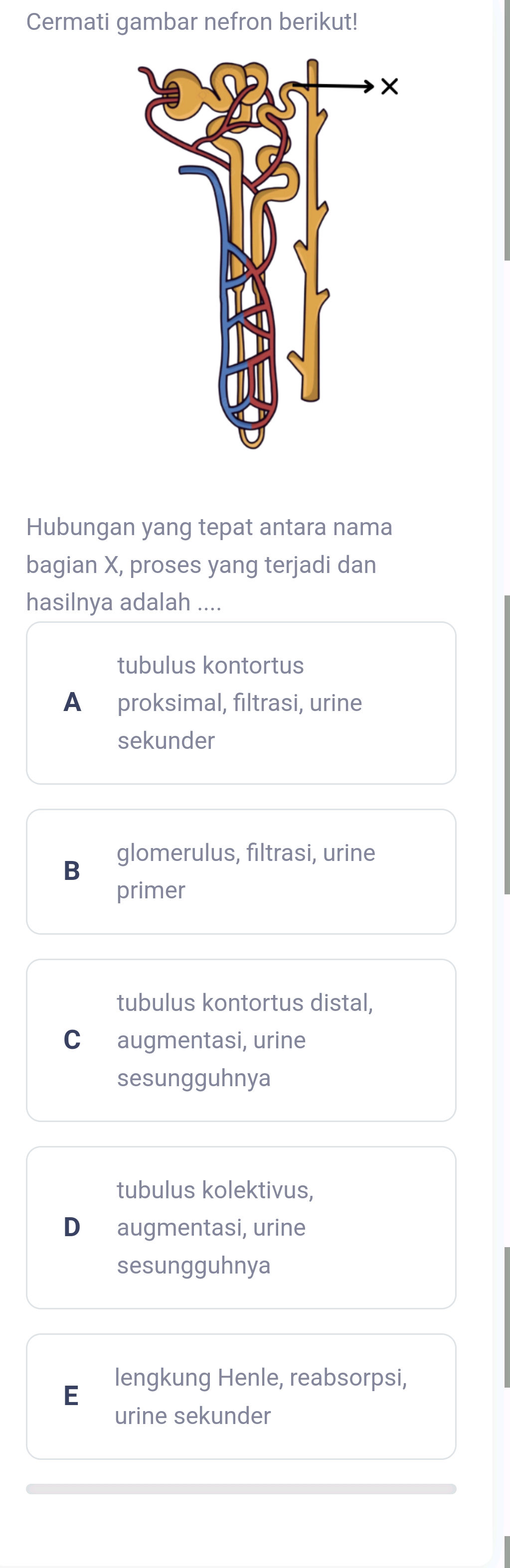 Cermati gambar nefron berikut! Hubungan | StudyX