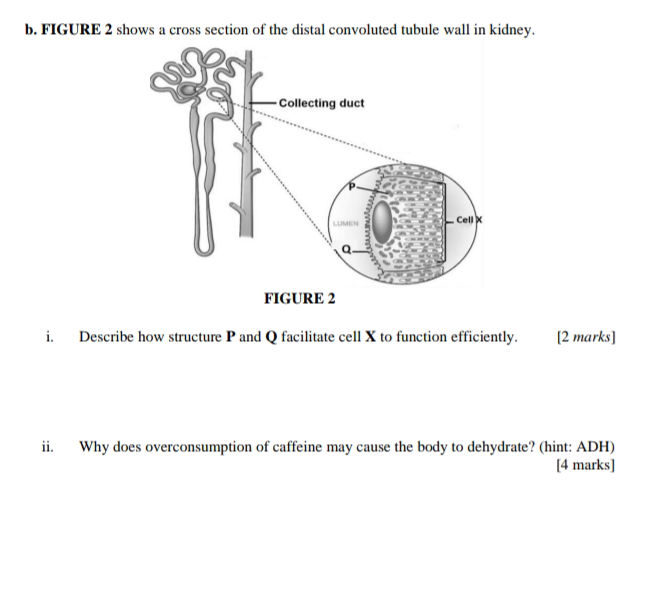 b. FIGURE 2 shows a cross section of the | StudyX