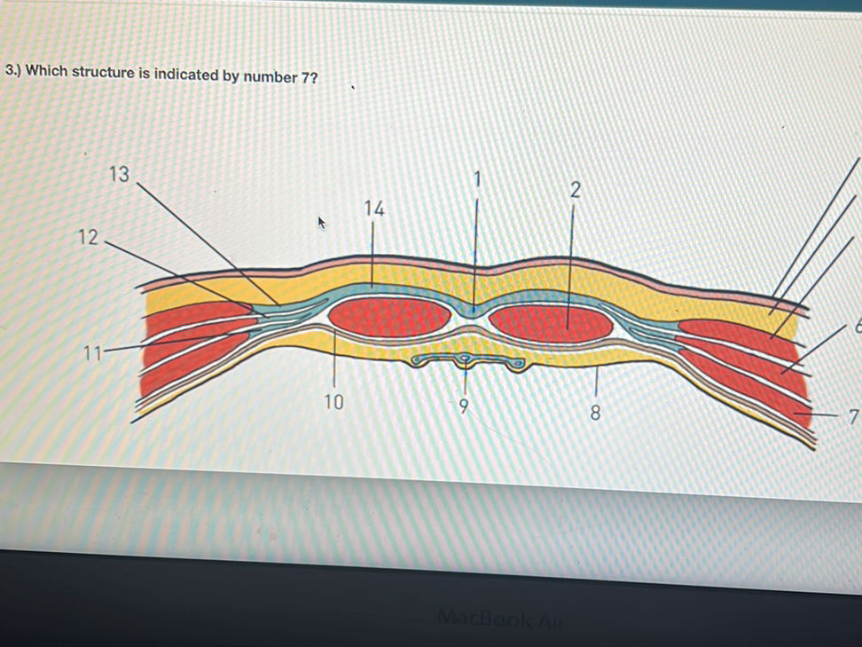 3.) Which structure is indicated by number 7? | StudyX