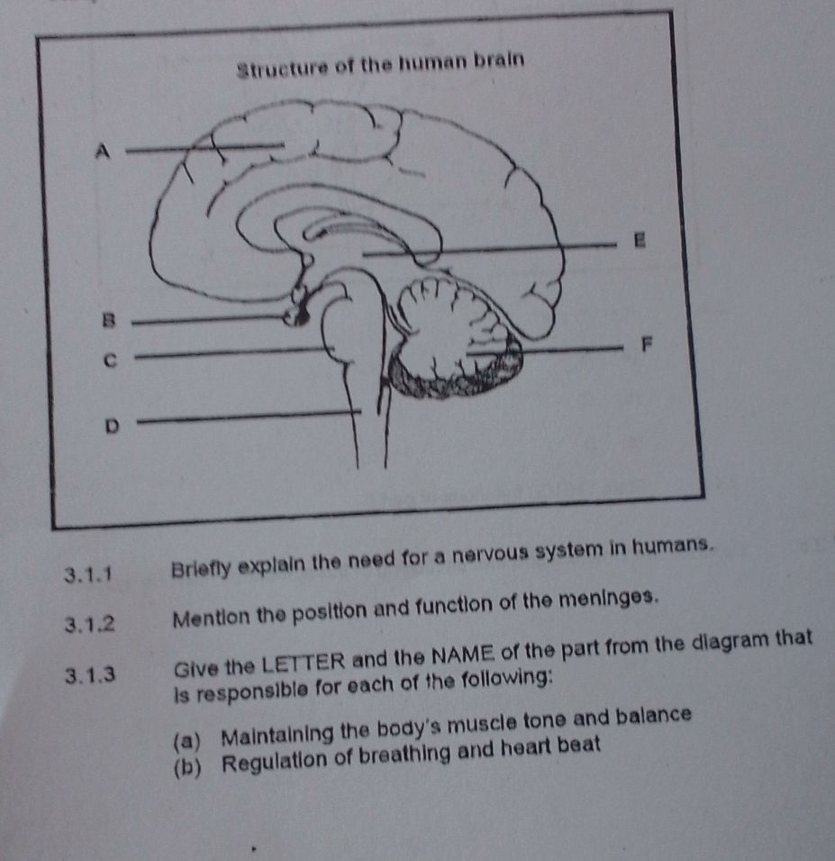 3.1.1 Briefly explain the need for a nervous | StudyX
